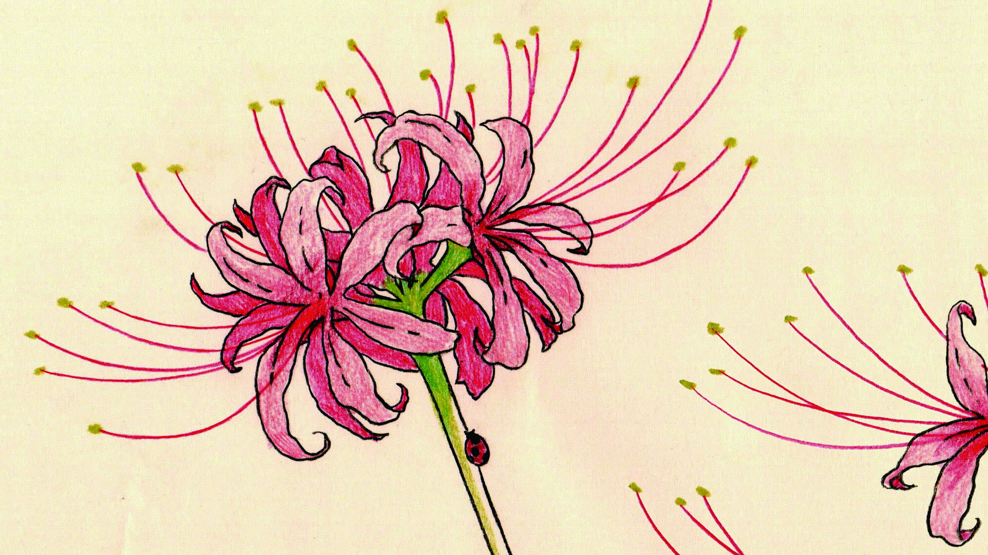 かぜの日 | CGC ARCHIVE